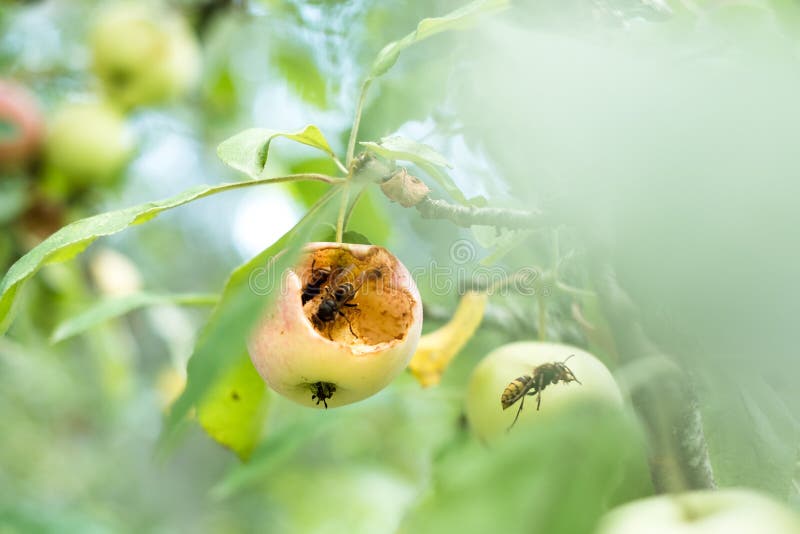 Fruit pests stock photo. Image of allergy, fresh, hornet - 263126538