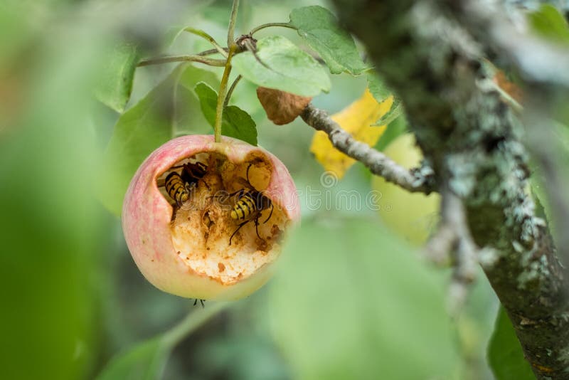 Fruit pests stock image. Image of allergic, garden, hanging - 263126549