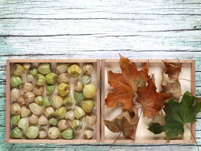 Fruit Physalis and Dry Maple Leaves in a Bright Wooden Box Stock Image ...