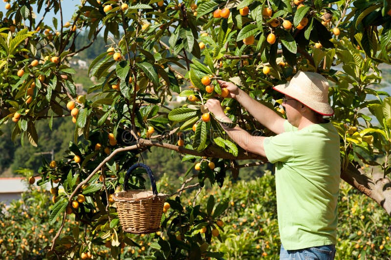 Fruit picker stock image. Image of picking, organic, nispero - 19579633