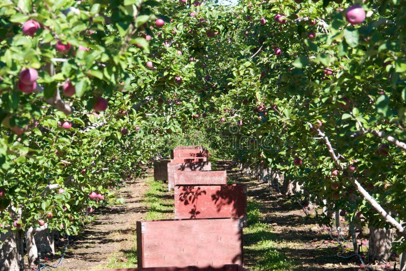Fruit picker boxes stock photo. Image of grow, harvest - 16284616