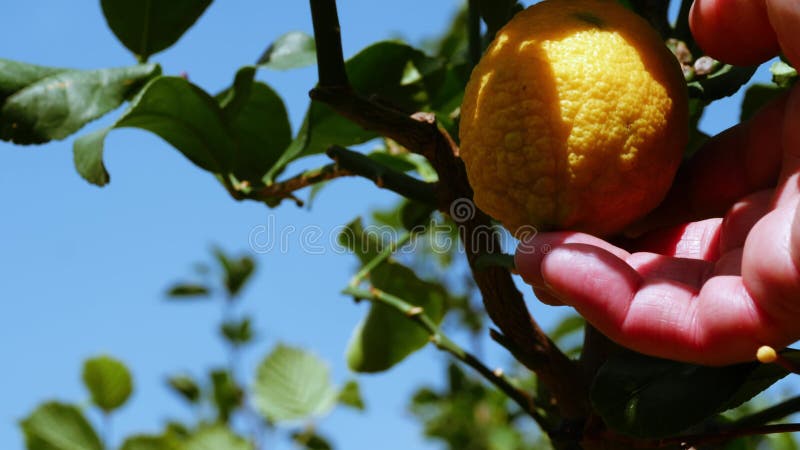 Fruit Picker Hand Inspects Emon Fruit Tree Stock Video - Video of ...