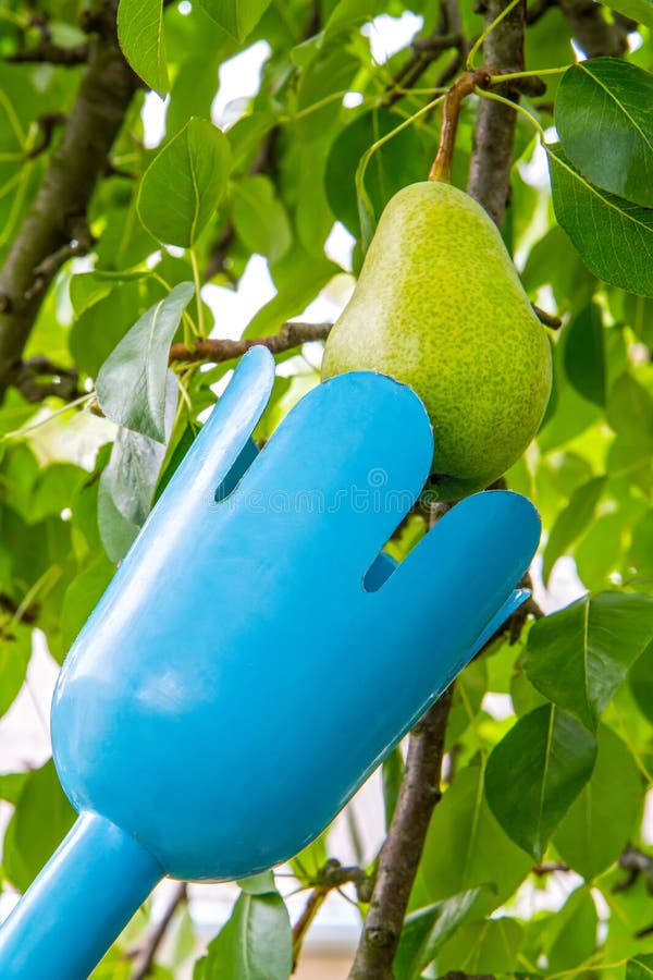 Fruit Picker in the Orchard Stock Photo - Image of growth, farm: 329843892