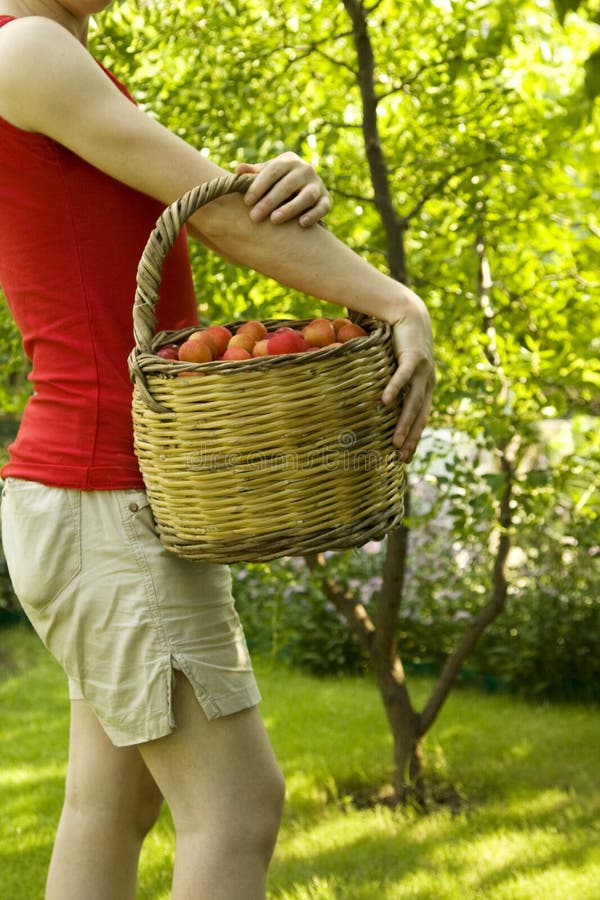 Fruit picking stock image. Image of lawn, ladder, girl - 14768869