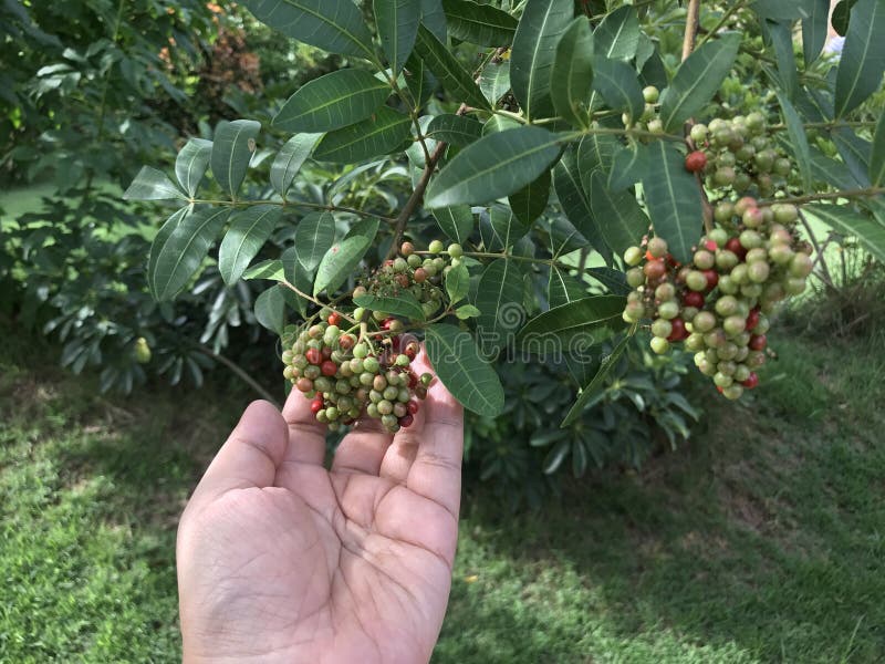 Fruit picking by hand stock image. Image of flowering - 97850611