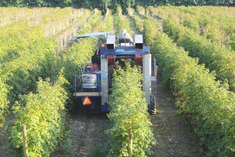 Fruit Picking Machine stock photo. Image of plants, mechanism - 25877894