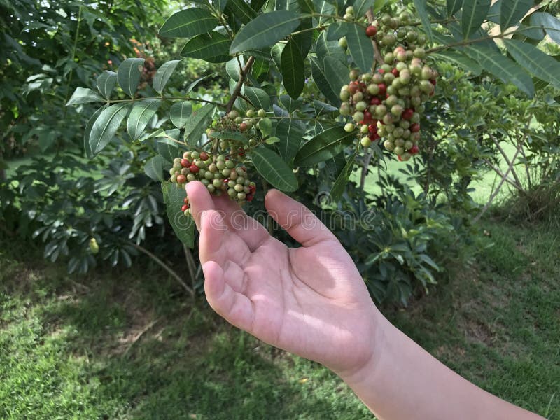 Fruit picking stock photo. Image of isolated, park, nature - 97851130