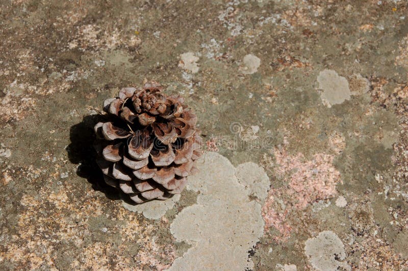 Pine fruit stock photo. Image of india, landscape, beautifylly - 46051518