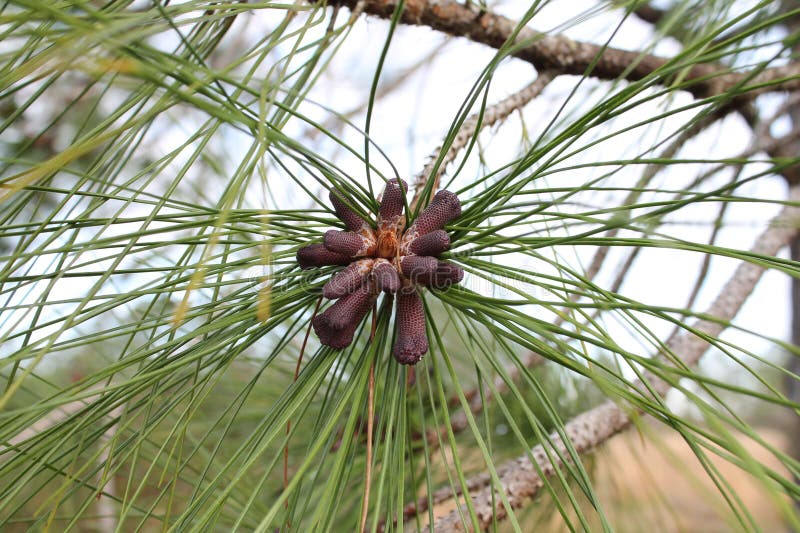The Cluster of Pine Tree Fruit with Pine Needles Stock Photo - Image of ...