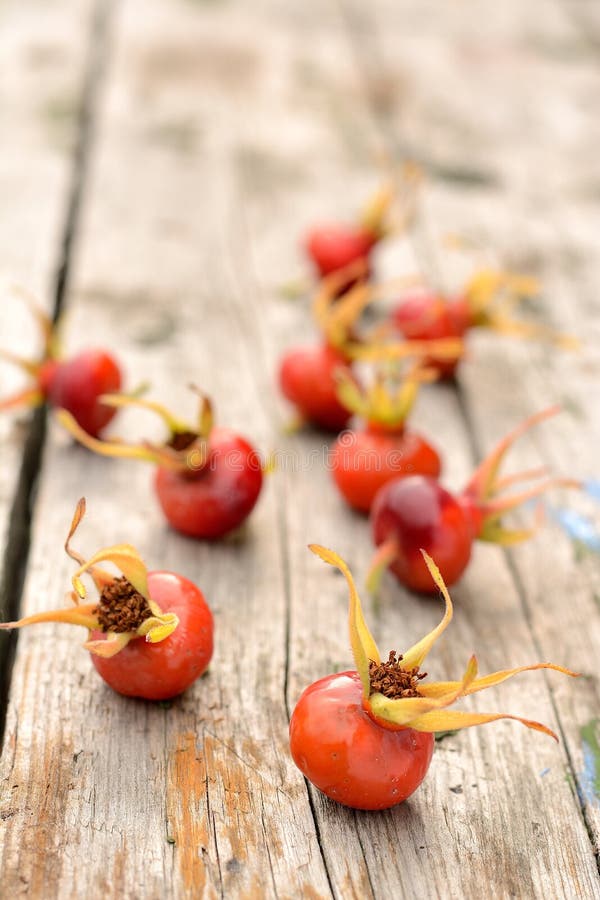 Fruit Pink Wild Rose on an Old Wooden Table Stock Image - Image of ...