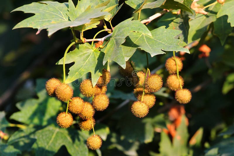 Fruit of a Plane Tree at Late Summer Stock Photo - Image of garden ...
