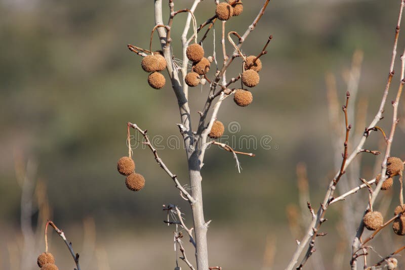 Fruit of plane tree stock photo. Image of wild, plane - 87969682