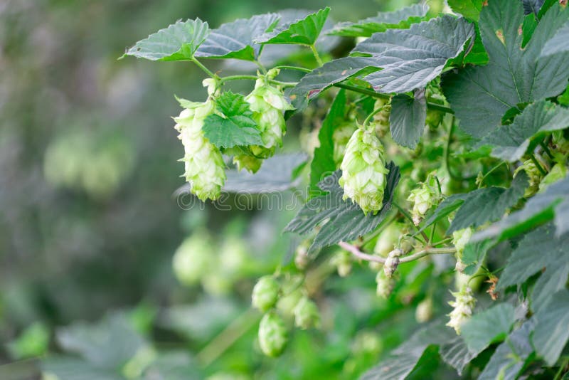 Fruit Plant Hops on Branches. Place for Your Text Stock Image - Image ...