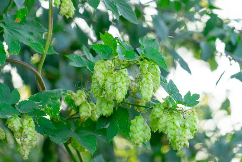 Fruit Plant Hops on Branches. Place for Your Text Stock Photo - Image ...