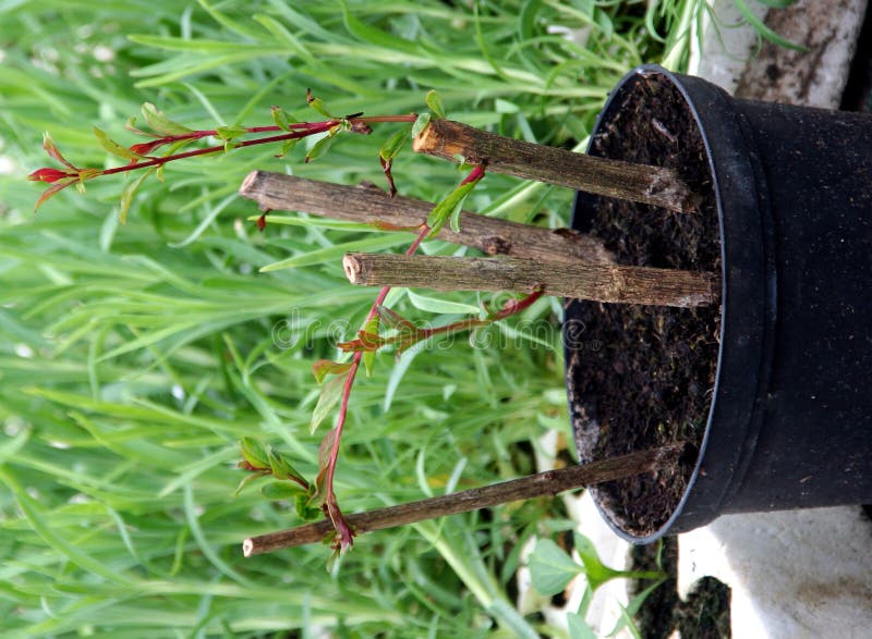 Fruit Plant Propagation
