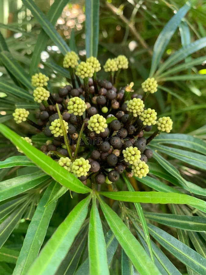 Fruit Plants, Green, Vegetables, Gardens, Beautiful Yard, Park Stock ...