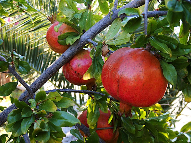 Fruit of the Pomegranate Tree Stock Photo - Image of garden, exotic ...