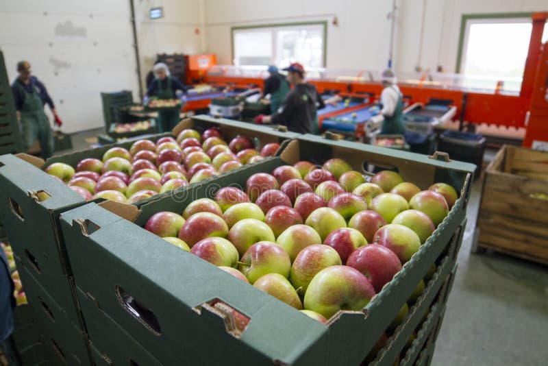 Fruit Processing Plant, Poland, Lubelskie, 08.2014 Editorial Photo ...