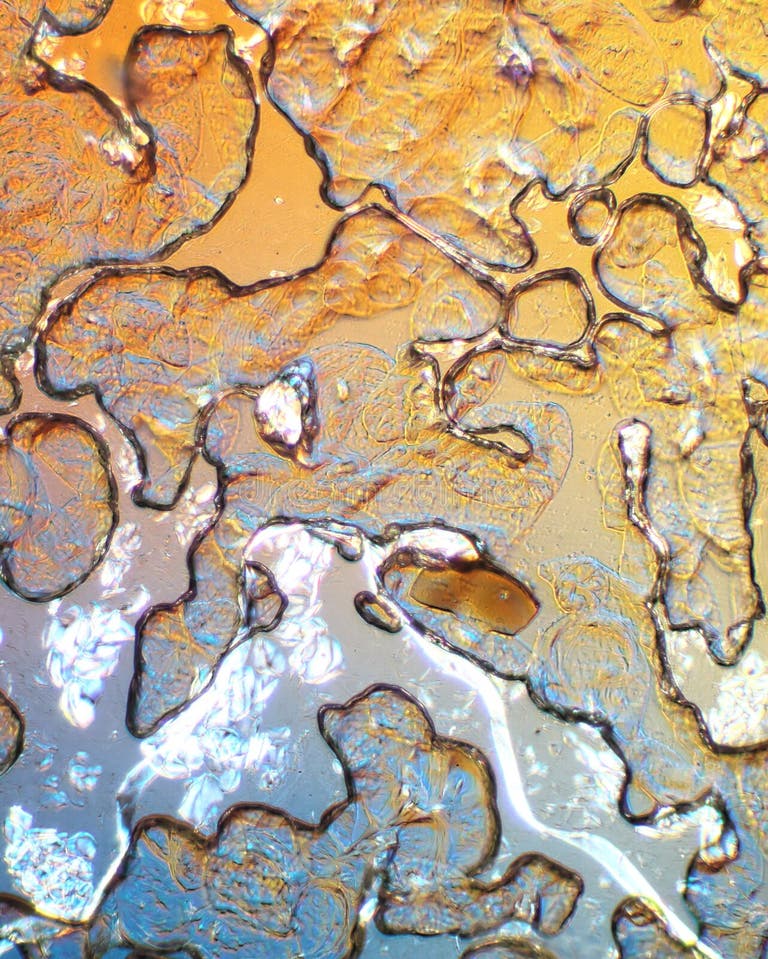 108 Microscope Banana Stock Photos - Free & Royalty-Free Stock Photos ...