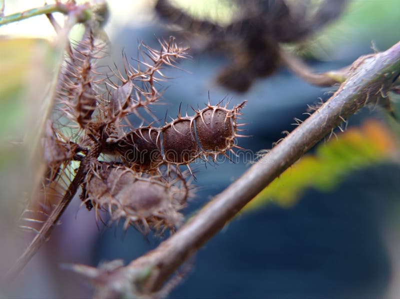 The Fruit of Putri Malu or Mimosa Pudica, a Type of Leguminous Pod ...