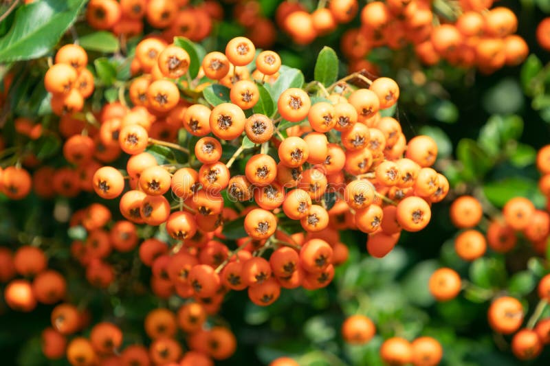 The Fruit of Pyracantha. Orange Berries of Firethorn Stock Image ...