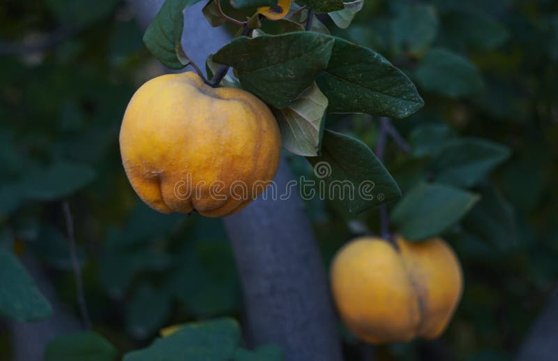 The Fruit of the Quince Tree Stock Photo - Image of autumn, flora ...