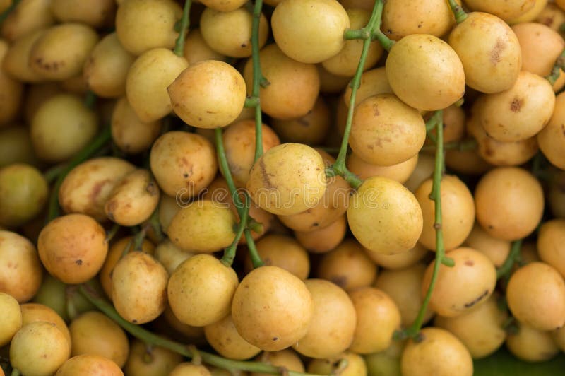 Fruit Rambi Rambeh stock photo. Image of fruit, food - 93098188