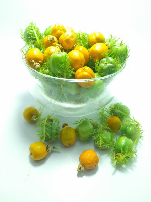 Fruit from the Rambusa Plant or Passiflora Foetida Stock Image - Image ...