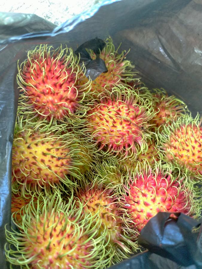 Fruit Rambutan Koyakan Kalimantan Stock Photo - Image of fruit, koyakan ...