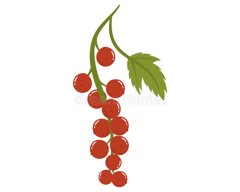 Fruit Red Currant in Cartoon Hand Drawn Simple Style. Editable Variable ...