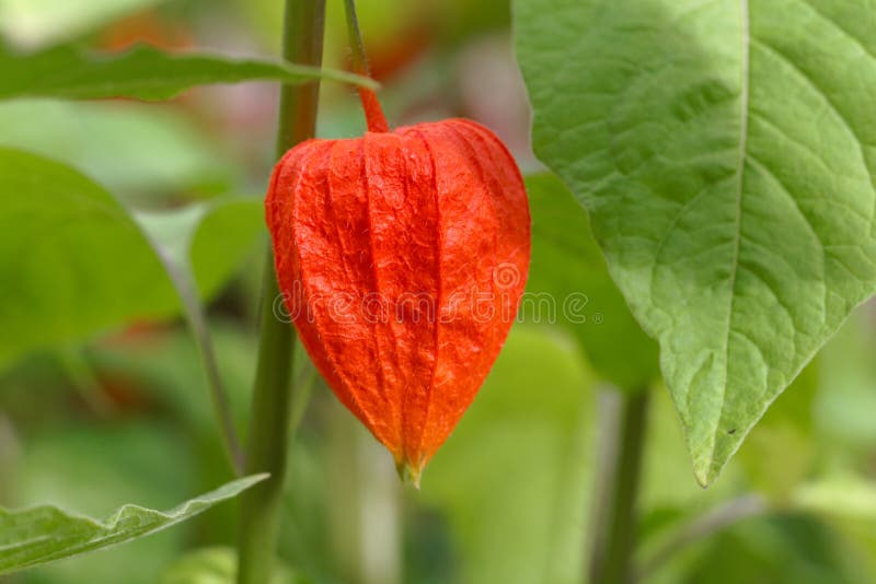 Fruit with a Red Husk of a Bladder Cherry, Physalis Alkekengi Stock ...