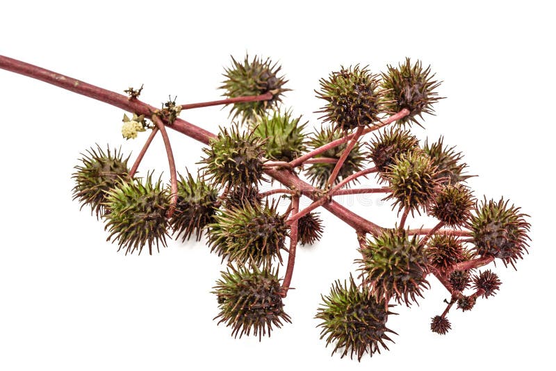 Fruit of Ricinus Communis Close-up. Isolated on White Background Stock ...