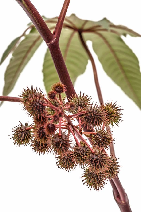 Fruit Of Ricinus Communis Close-up. Isolated On White Background Stock ...