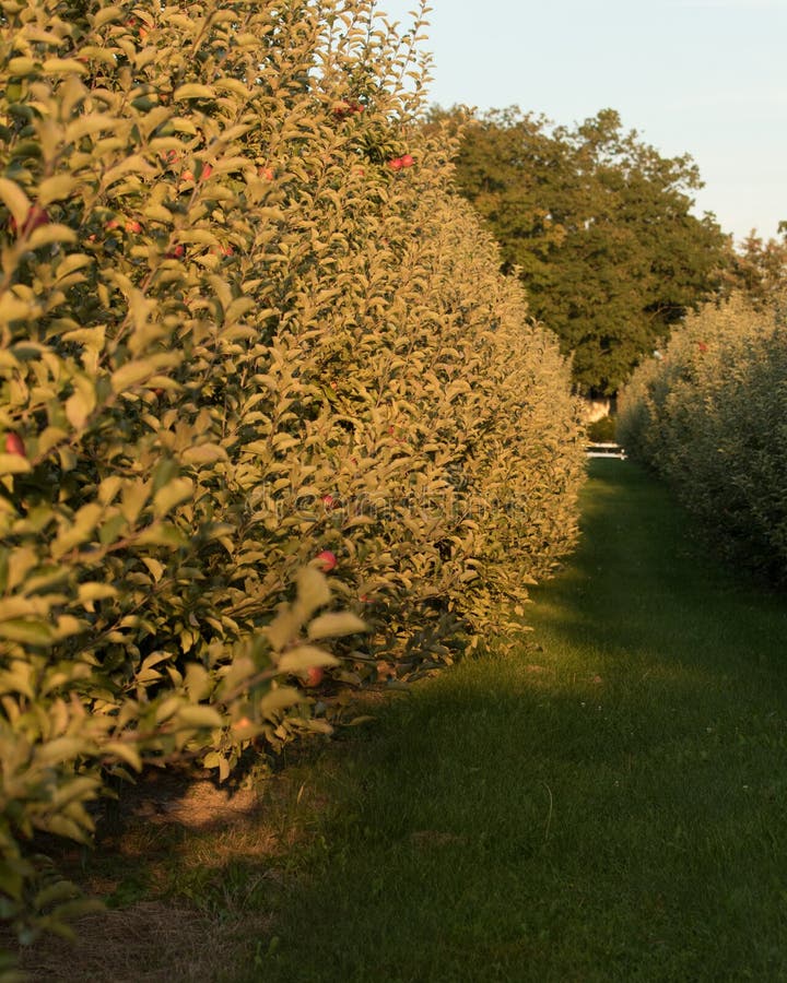 Fruit Ridge Hill Apple Tree Stock Photo - Image of apple, grand: 60176850
