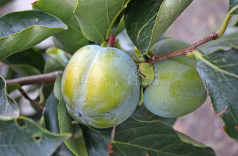 Fruit ripe persimmon tree stock image. Image of kako - 128164005