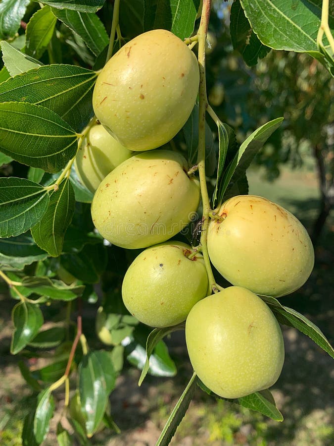 Fruit Ripening on the Tree, Jujube, Fruit of Chinese Dates, Small Fruit ...
