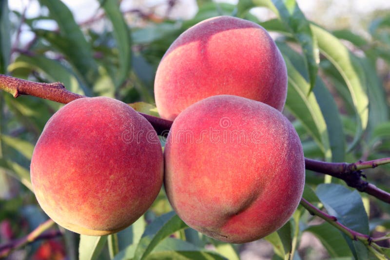 Fruit Rode Perzik Op Een Tak Van De Boom Stock Afbeelding - Image of ...