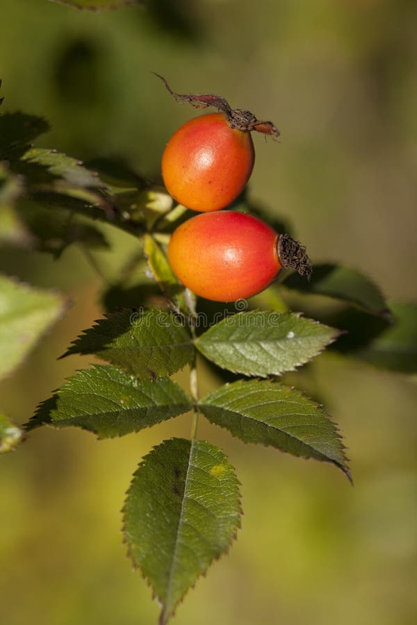 Fruit rose stock image. Image of fruit, flora, herb, bunch - 34876831
