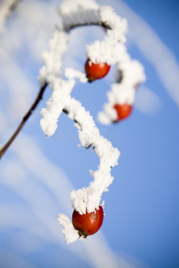 Fruit rose sauvage image stock. Image du nature, extérieur - 34222223