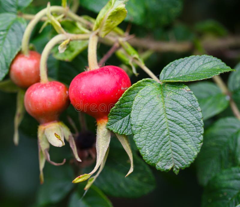 Fruit Rose Sauvage Avec Des Feuilles Image stock - Image du sauvage ...