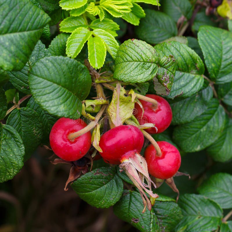 Fruit Rouge Sauvage Photos Stock - Téléchargez 45,246 Photos libres de ...