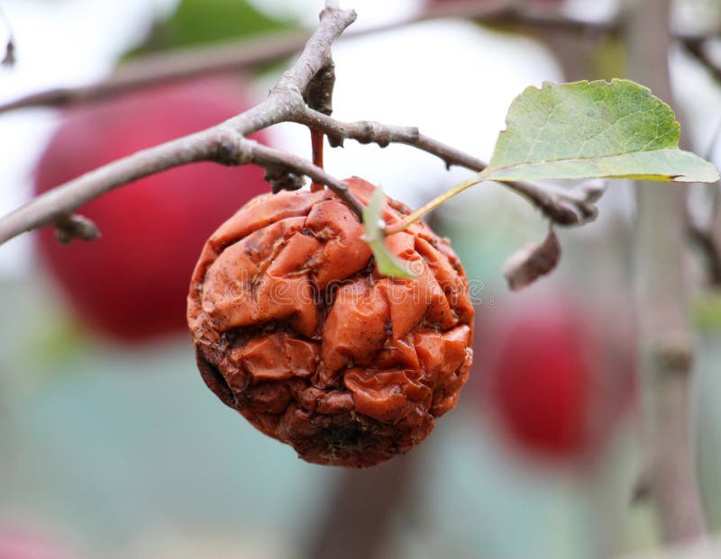 Fruit Rot of Apples Damaged by Moniliosis (Monilinia Stock Image ...