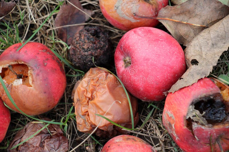 Fruit Rot of Apples Damaged by Moniliosis (Monilinia Stock Photo ...