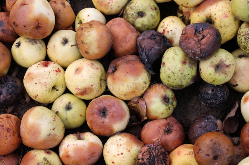 Fruit Rot of Apples Damaged by Moniliosis (Monilinia Stock Image ...