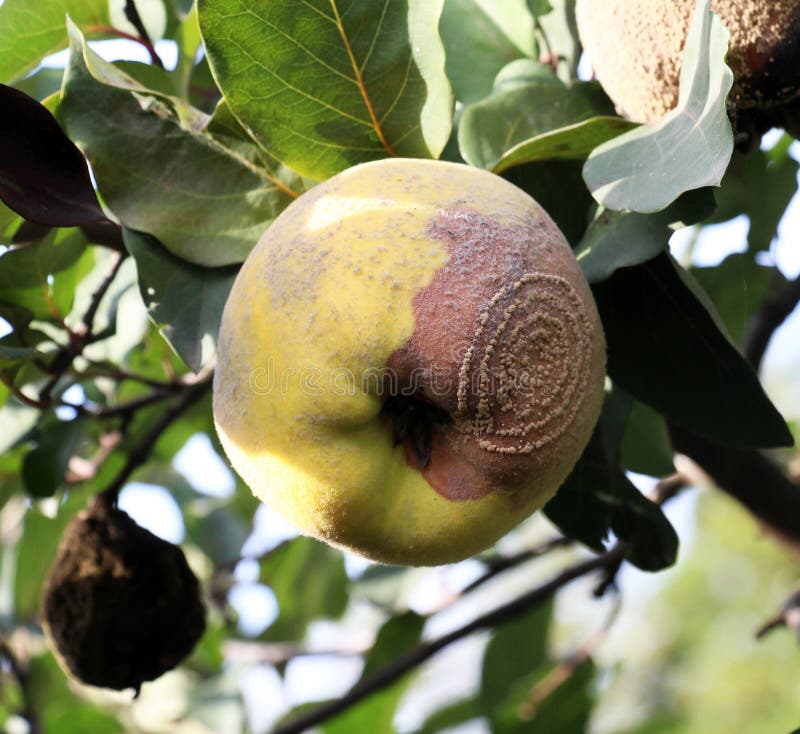 Fruit Rot of Quince Damaged by Moniliasis (Monilinia Stock Image ...