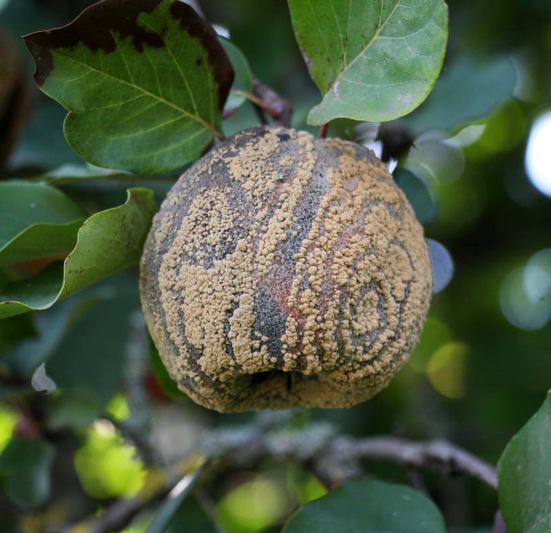 Fruit Rot of Quince Damaged by Moniliasis (Monilinia Stock Image ...