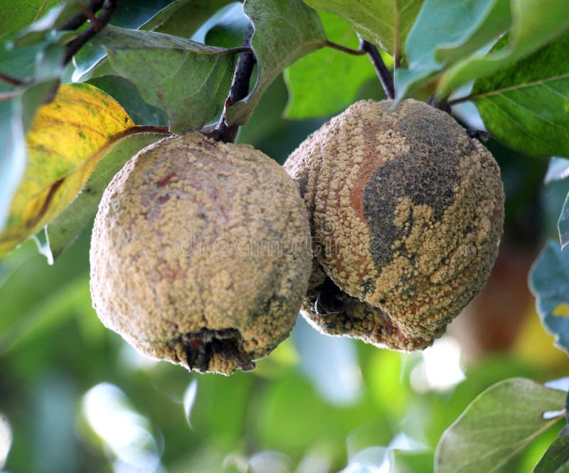 Fruit Rot of Quince Damaged by Moniliasis (Monilinia Stock Photo ...