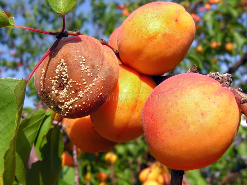 Fruit rot on ripe apricots stock photo. Image of nature - 136821644