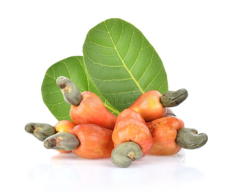 Fruit Rouge D'anarcadier D'isolement Sur Le Fond Blanc Image stock ...