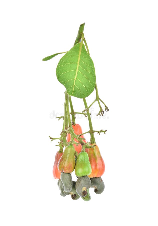 Fruit Rouge D'anarcadier D'isolement Sur Le Fond Blanc Image stock ...